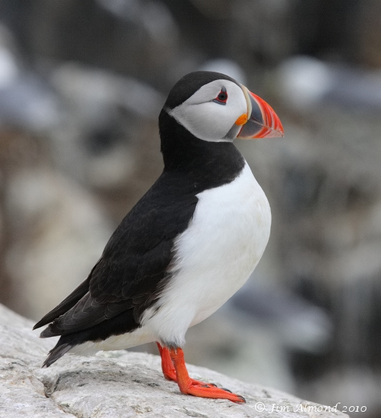 Species Gallery - Puffin